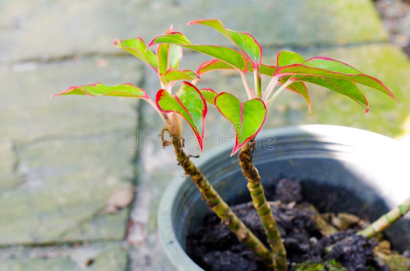 Pride of Sumatra (Aglaonema,Chinese Evergreen) Stock Image - Image of ...