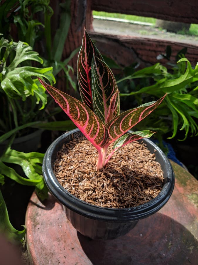 Pride of Sumatra Flower stock image. Image of beautiful - 263640267