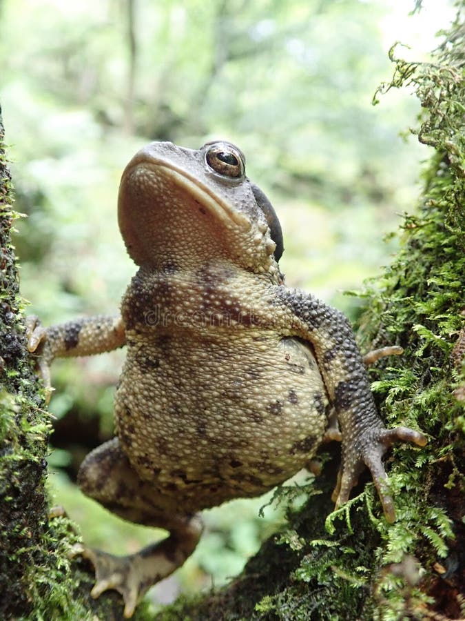 Pride Toad Look Down upon Everything Stock Photo - Image of frog ...