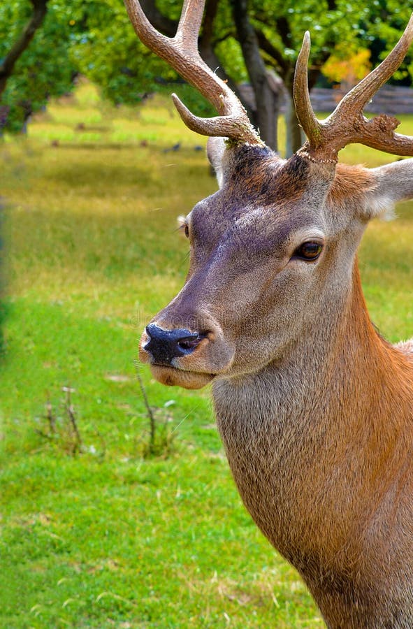 Highhearted Stock Photos - Free & Royalty-Free Stock Photos from Dreamstime