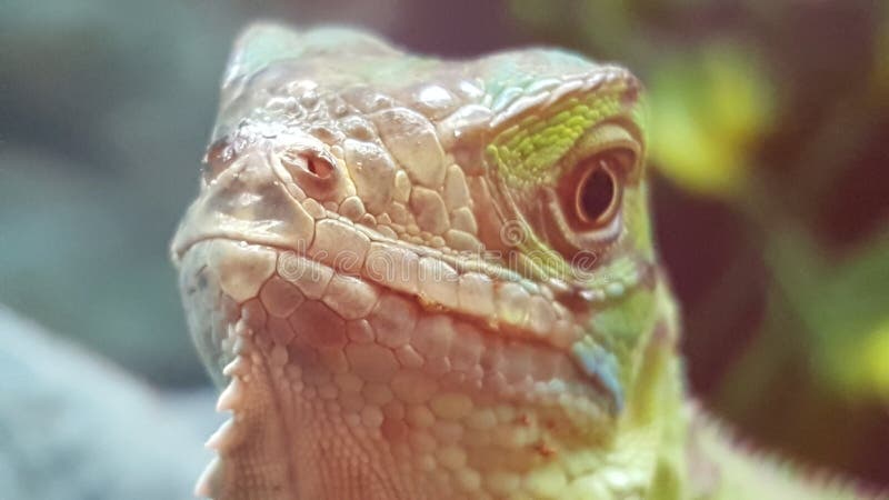 Prideful Lizard in the Pet Store Stock Image - Image of loved ...