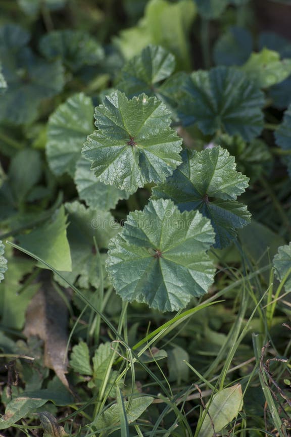 The Priest S Cheese (Malva Neglecta Stock Photo - Image of europe, tall ...