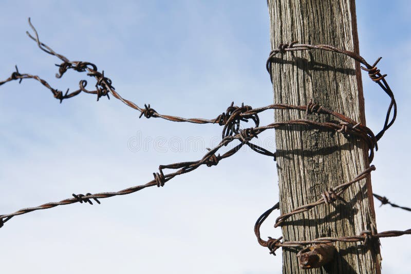 Vogel op prikkeldraad stock foto. Image of draad, rust - 2064408