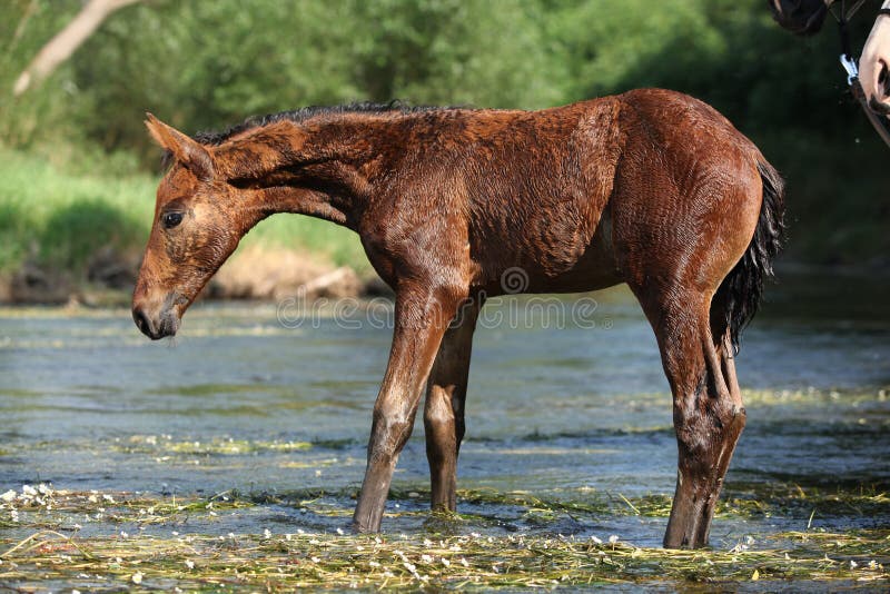 Prima Volta Del Puledro Marrone Piacevole Nel Wather Fotografia Stock ...