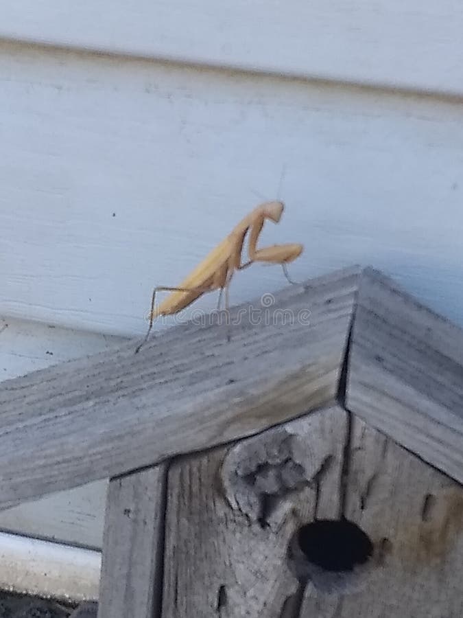 Primantis Stock Photos - Free & Royalty-Free Stock Photos from Dreamstime