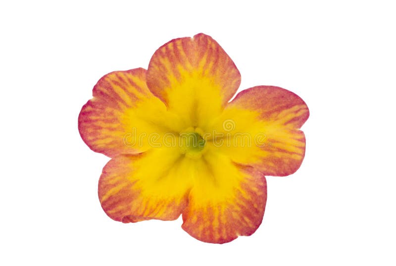 Primarosa Roja Amarilla Aislada Imagen de archivo - Imagen de amarillo ...