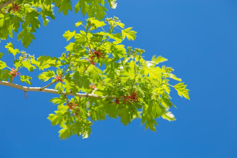 Primary colors leaf stock image. Image of plant, beauty - 82382287