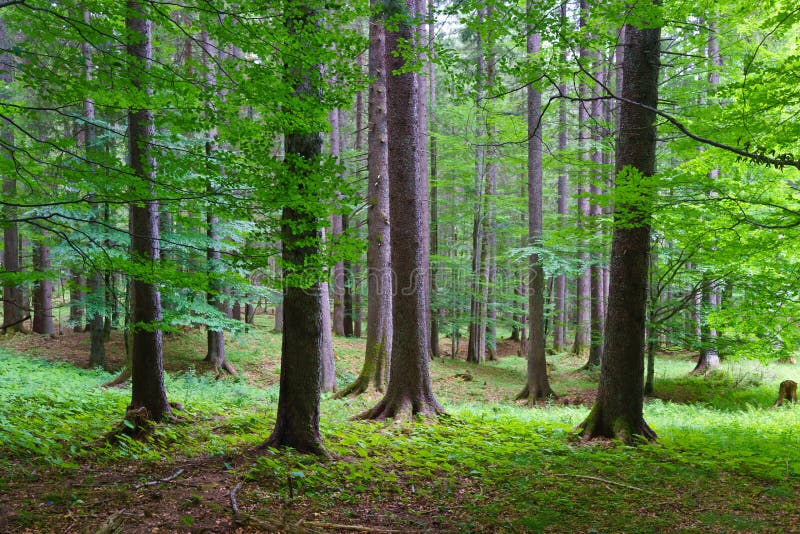 Primary forest stock photo. Image of environmental, green - 87877502