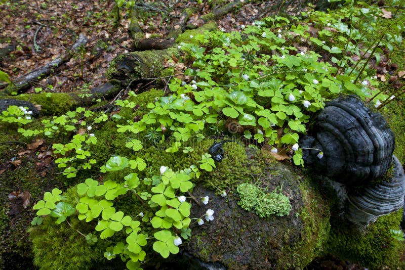 Primary forest stock image. Image of green, environmental - 87877503