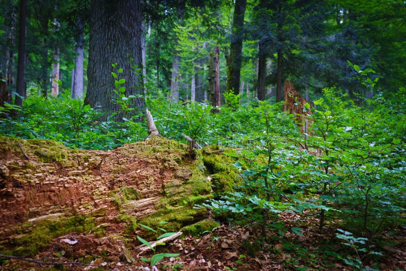 Primary forest in the alps stock image. Image of environment - 87877489