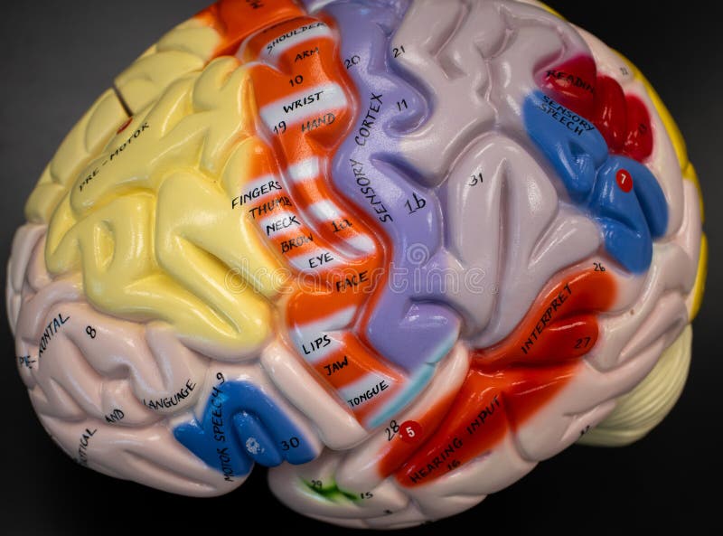 236 Motor Cerebral Cortex Stock Photos - Free & Royalty-Free Stock ...