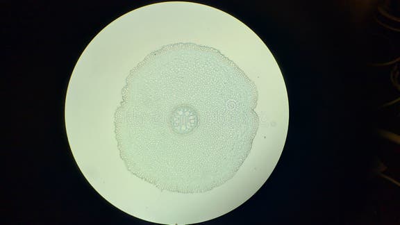 Primary Structure of Iris Root, Micro Photo Stock Image - Image of ...