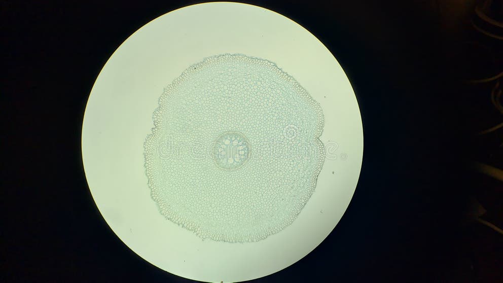 Primary Structure of Iris Root, Micro Photo Stock Image - Image of ...