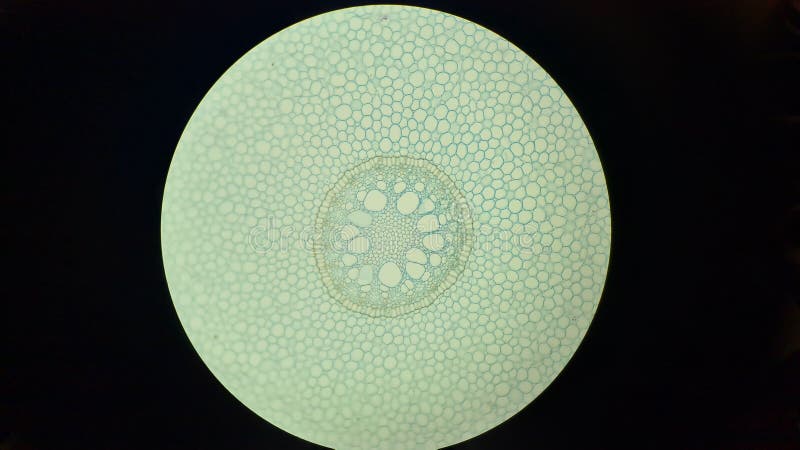 Primary Structure of Iris Root, Microscopic Photography Stock Photo ...