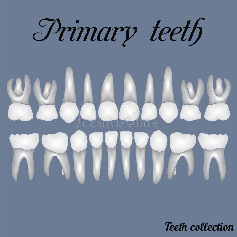 Dental row primary teeth stock vector. Illustration of polishing - 69164852