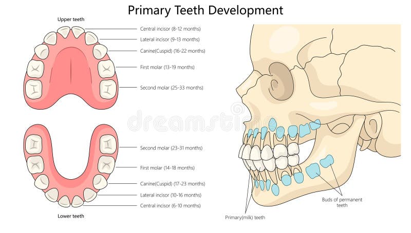 Primary Teeth Development Diagram Medical Science Stock Illustration ...