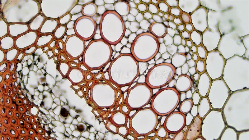 Herbaceous Dicot Stem Cross Section