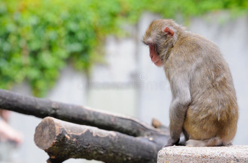 Primat image stock. Image du lame, animal, faune, brun - 10331763