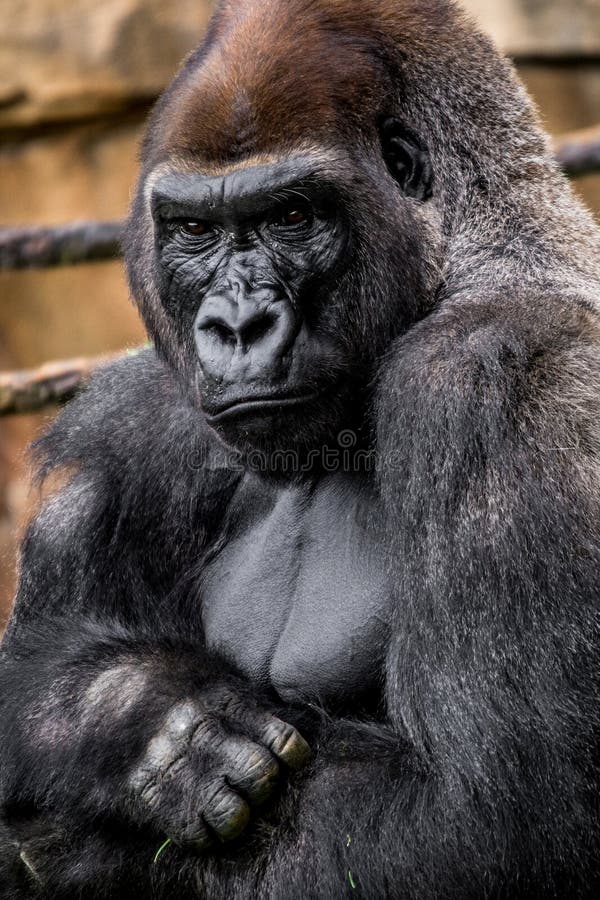Primat de gorille image stock. Image du grand, primat - 44525693