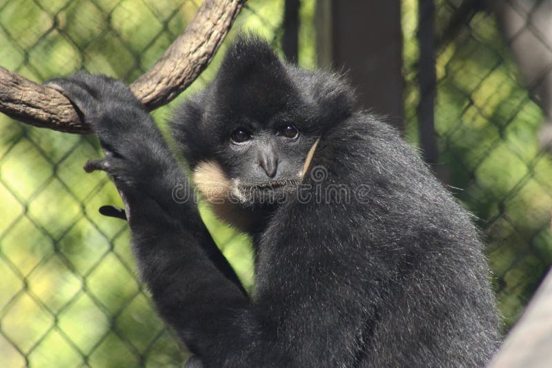 148,643 Fotos de Stock de Primata - Fotos de Stock Gratuitas e Sem ...