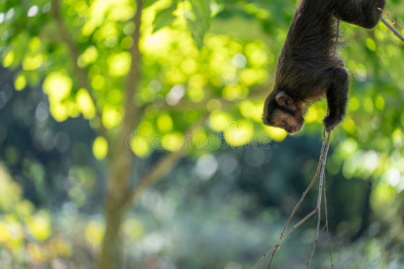 Primate Descending Thin Branch, Uncertain End in Tropical Forest Stock ...