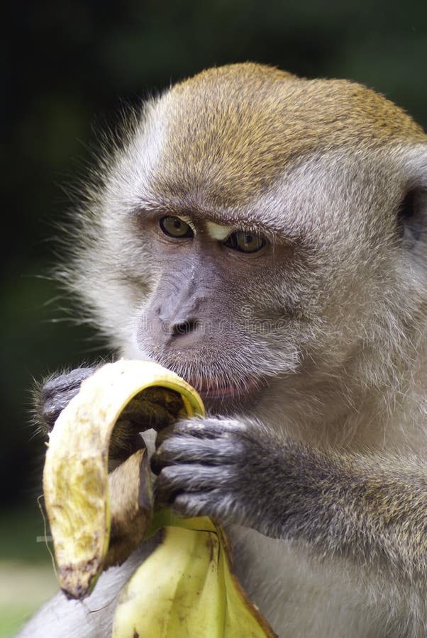 Primate eating banana stock photo. Image of monkey, eating - 1720960