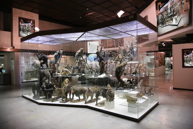 Primate exposition editorial photo. Image of chimpanzee - 3348521