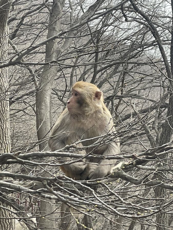 Monkey stock photo. Image of beak, snow, finch, winter - 368167032