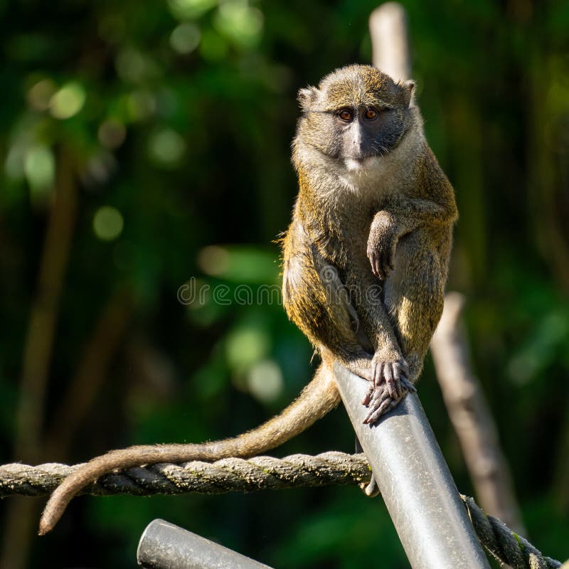 Primate Looks at Camera with Tail Leaning on Mossy Rope Stock Photo ...