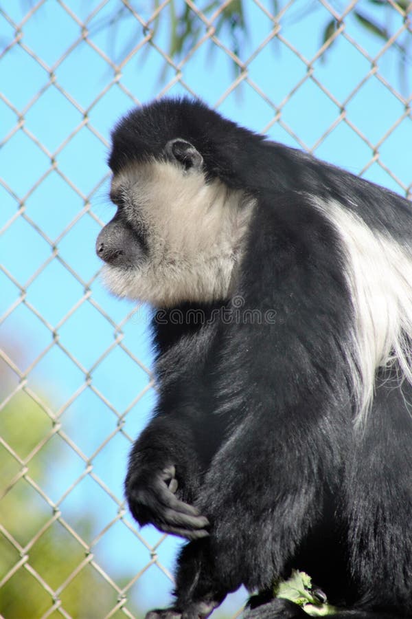 Primate stock photo. Image of peacful, angeles, losangeles - 66000152