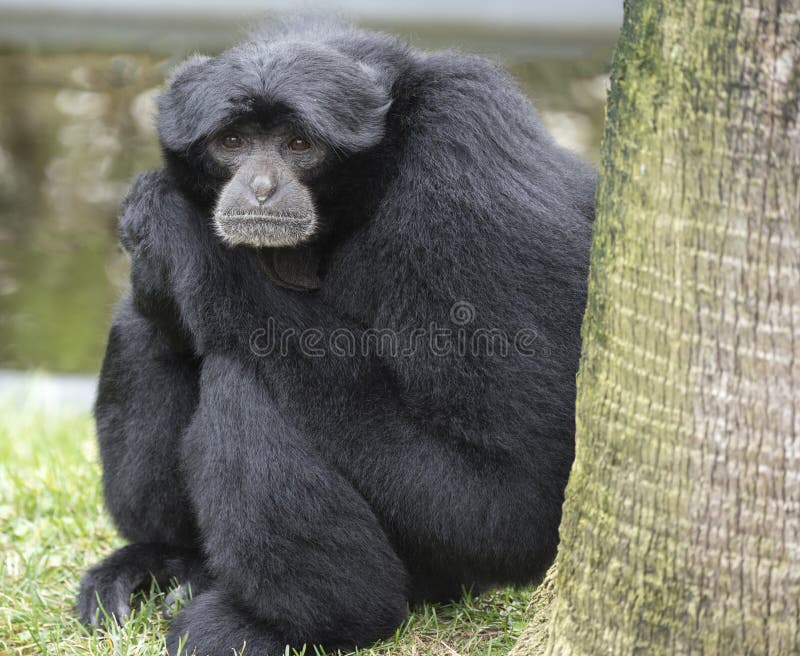Primate stock image. Image of thoughtful, intelligence - 65878853