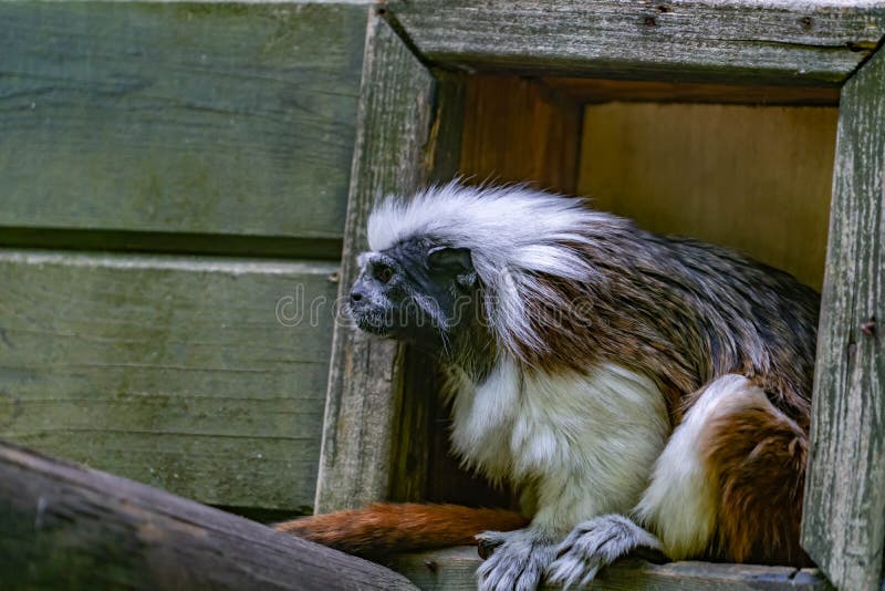 Primate in a zoo stock image. Image of green, grass - 161220665