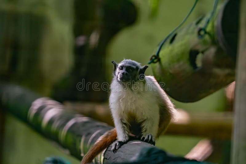 Primate in a zoo stock photo. Image of beauty, asia - 161220784