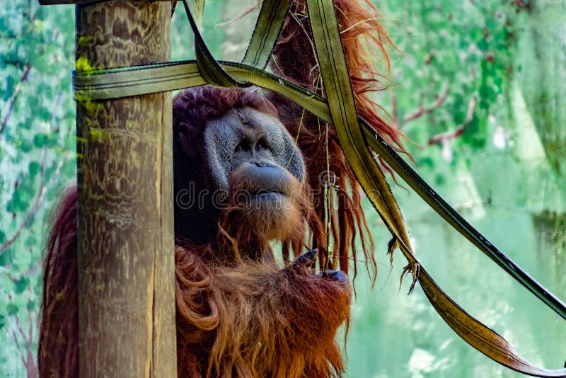 Primate in a zoo stock image. Image of mammal, beautiful - 161219889