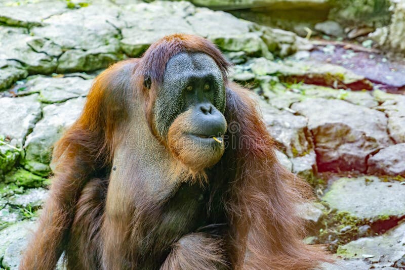 Primate in a zoo stock photo. Image of exotic, detail - 161218574