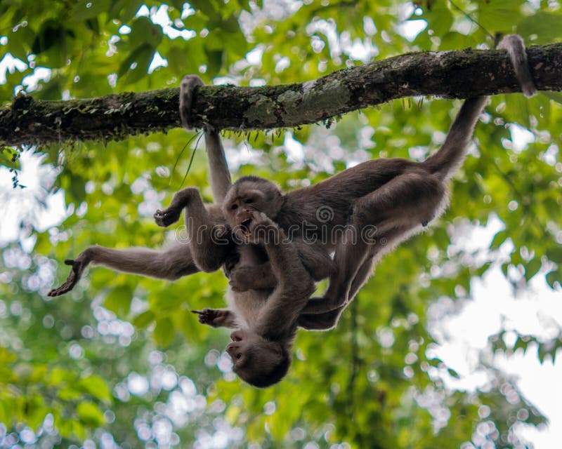 Primates Hanging Upside Down from Tree Branches in a Lush Forest ...