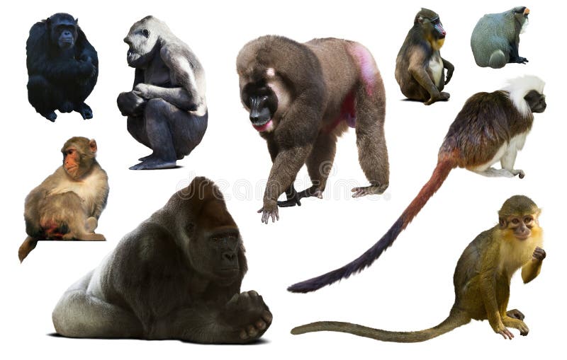 Primates isolated on white stock photo. Image of africa - 276564828