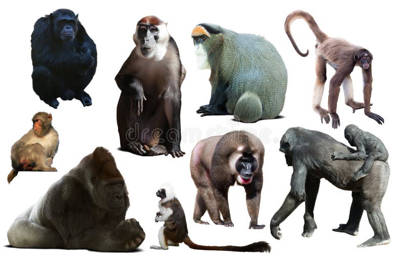 Primates isolated on white stock photo. Image of africa - 276564828