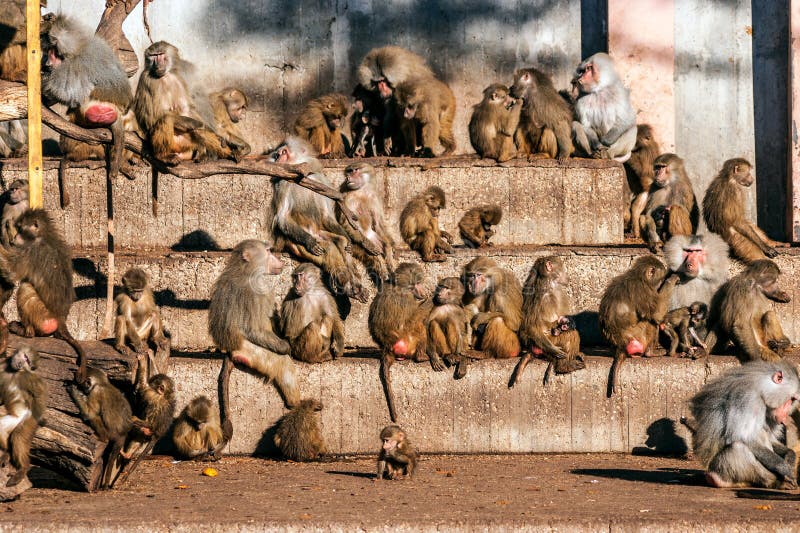 Primates stock photo. Image of female, brown, outdoor - 53247876