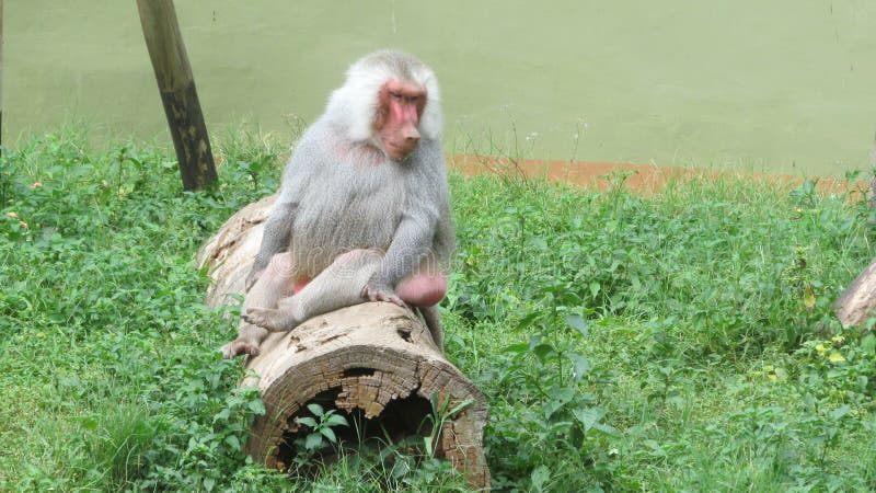 Primates in zoo editorial stock photo. Image of specie - 48711218