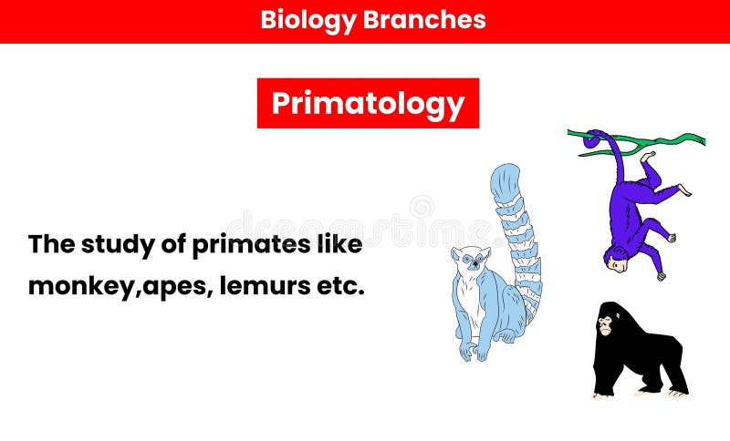 Primatology. it is a Branch of Biology Stock Illustration ...