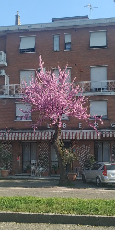 Primavera albero rosa stock image. Image of property - 245746177