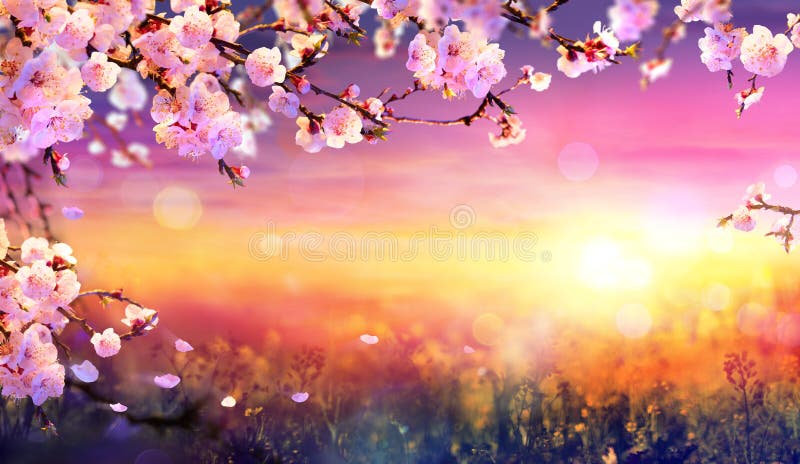 Primavera Art Background - Fiore Rosa Immagine Stock - Immagine di ...