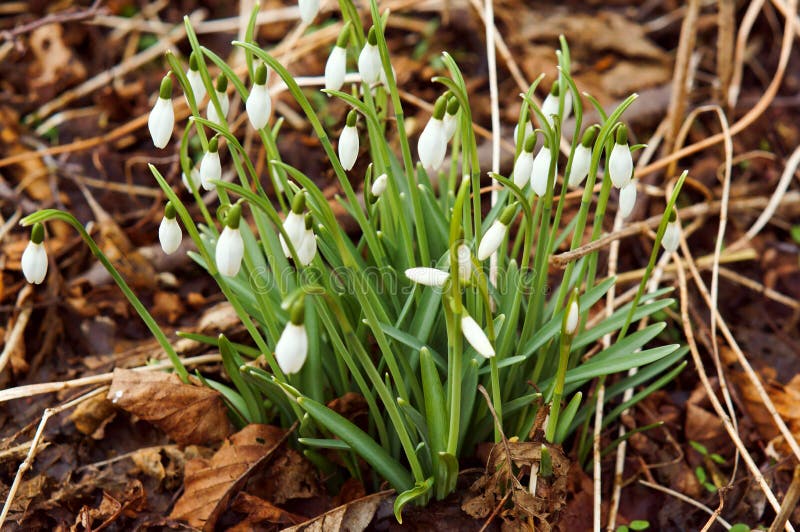 Primavera, Bucaneve, Fiore, Foresta, Prima, Bianca Immagine Stock ...