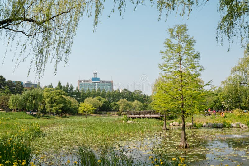 Primavera Do Parque Boramae Em Seul Coreia Foto de Stock - Imagem de ...