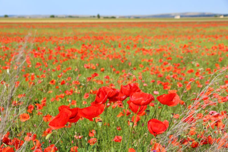 Primavera en Italia imagen de archivo. Imagen de europeo - 110298665