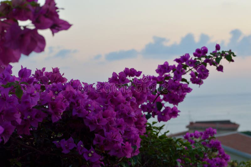 Primavera stock photo. Image of spring, flowers, primavera - 142511210