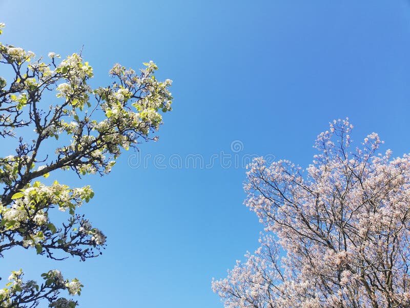 Primavera Hermosa Flor Azul Cielo Sol Foto de archivo - Imagen de ...