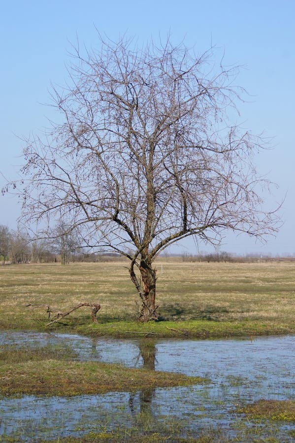 Primavera; madera; agua imagen de archivo. Imagen de sunlight - 51690591