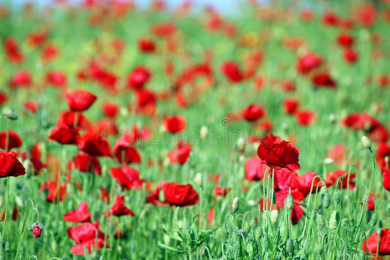Primavera Roja Del Prado De La Flor De Las Amapolas Imagen de archivo - Imagen de verde, flora ...